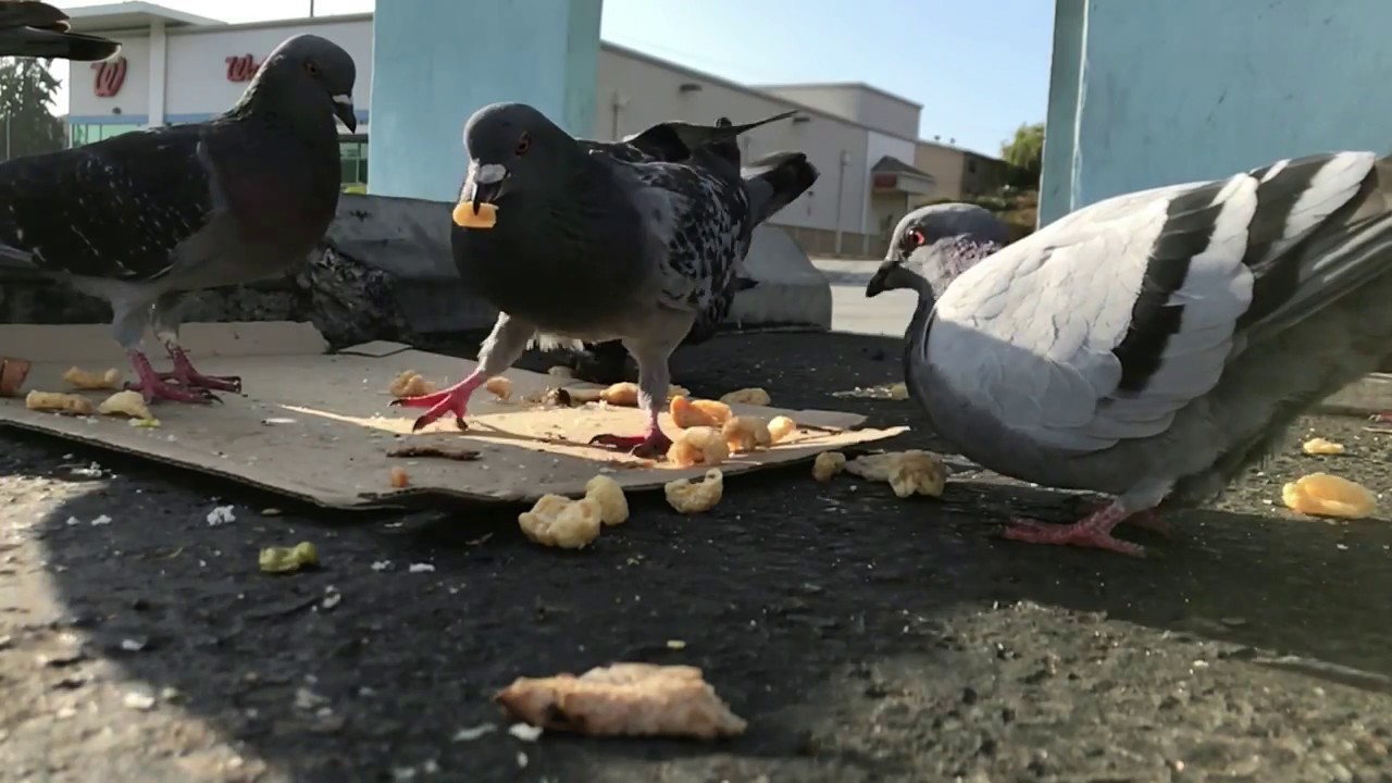 Every Pigeon Wants Some ... song by Van Halen - YouTube