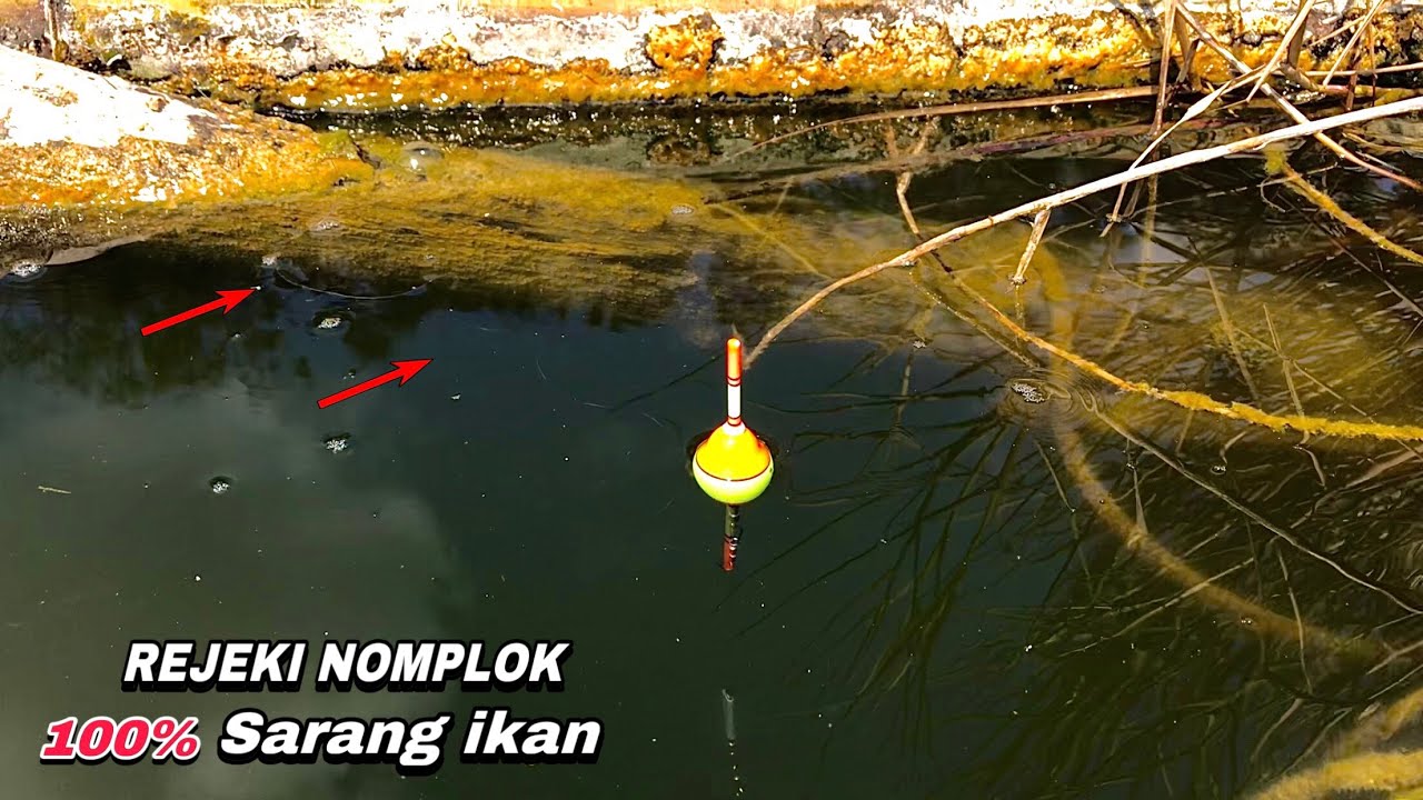 REJEKI NOMPLOK NEMU SARANG IKAN BERKUMPUL || mancing ikan red devil - YouTube