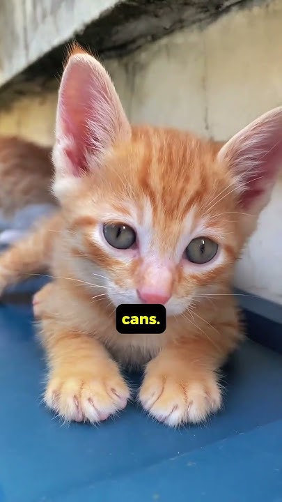 What To Do If Your Cat Goes Missing 😿‼️ - YouTube