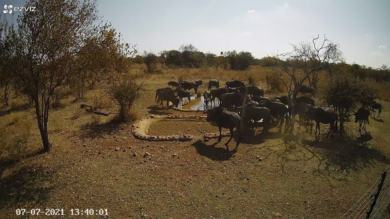 African Wildlife Waterhole Live Stream - YouTube