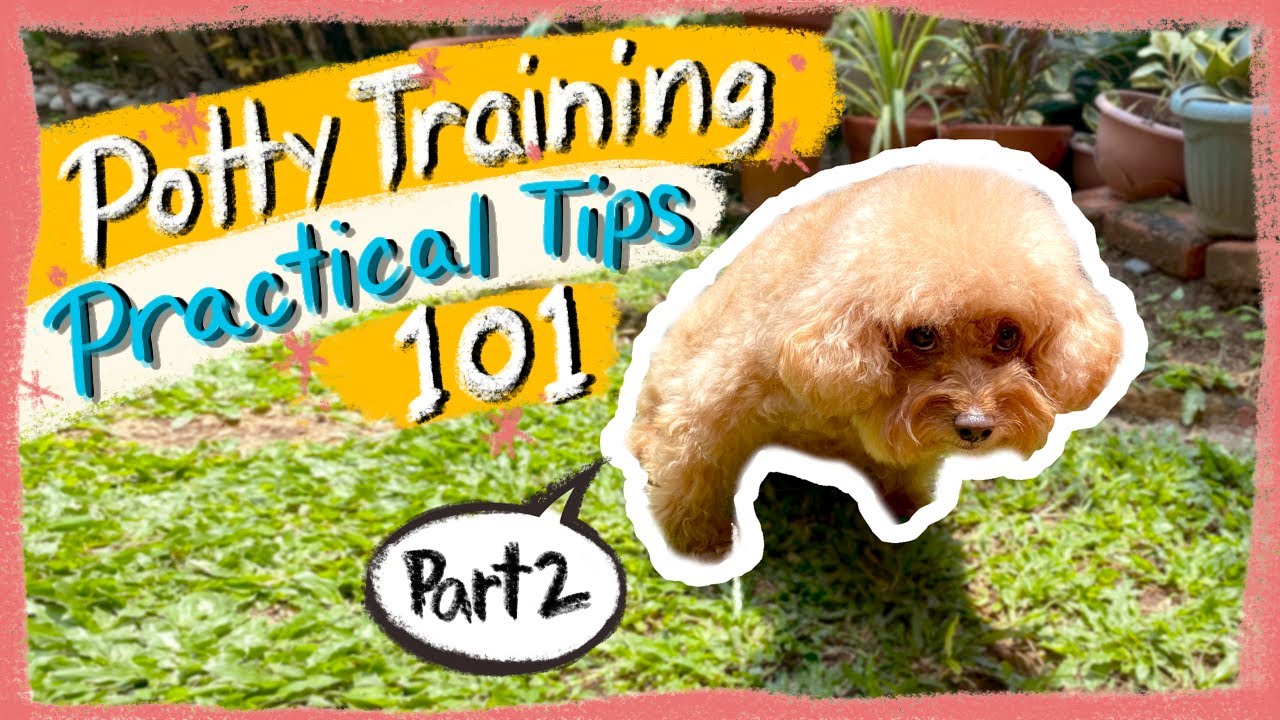 POTTY TRAINING 101: Important Tips to Speed Up Training| The Poodle Mom ...