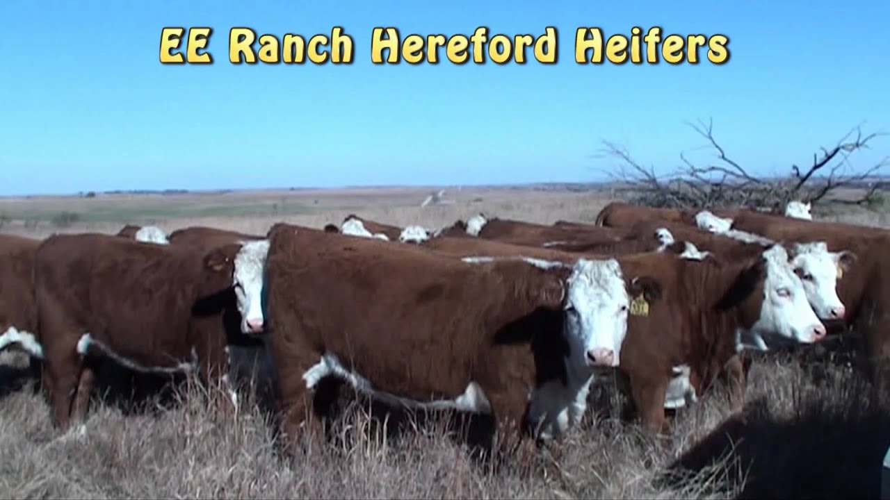 EE Ranch Hereford Bred Heifers - YouTube