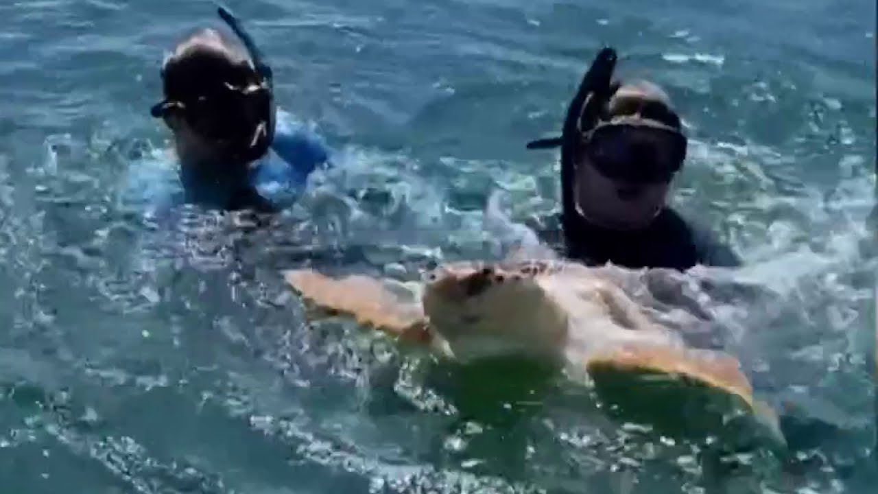 Video shows boaters rescue loggerhead turtle entangled in fishing line ...