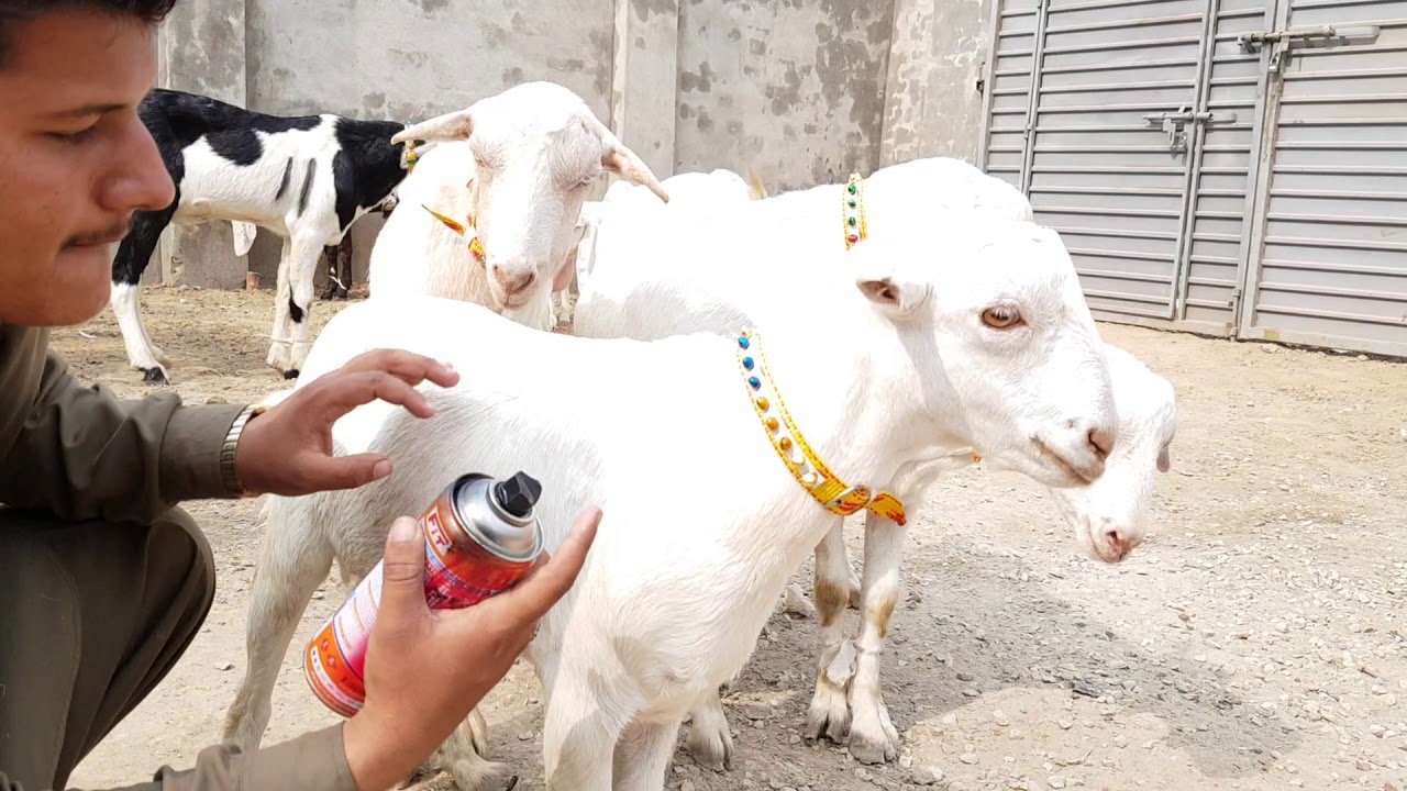 Teddy bakra بکروں کے ریٹ 13 تاریخ سستے بکرے راجن پوری ٹیڈے مندر چھترے ...