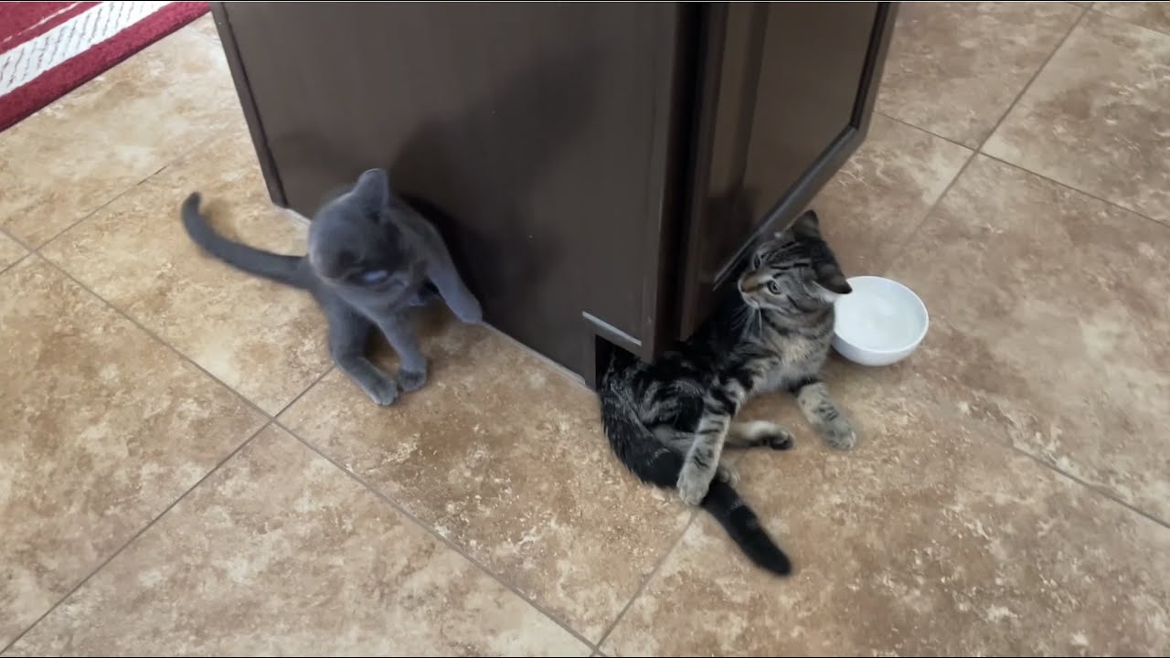 Surprise Cat Attack #cat #catlover #catsfighting #catplaying CC ...