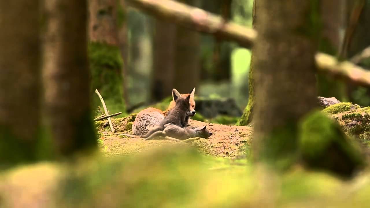 Wild Fox Family Playing in the Woods Will Inspire You to Stand Up for ...
