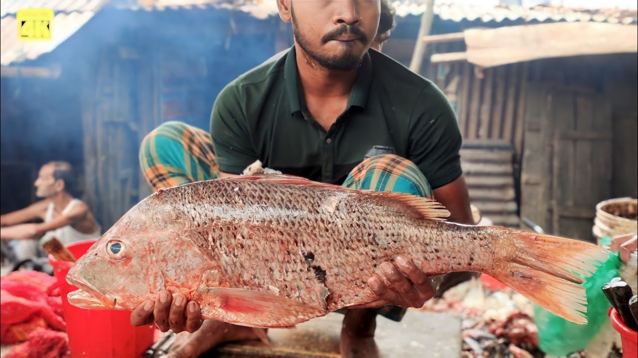 Incredible Giant Red Snapper Fish Cutting Skills With Huge Eggs | Fish ...