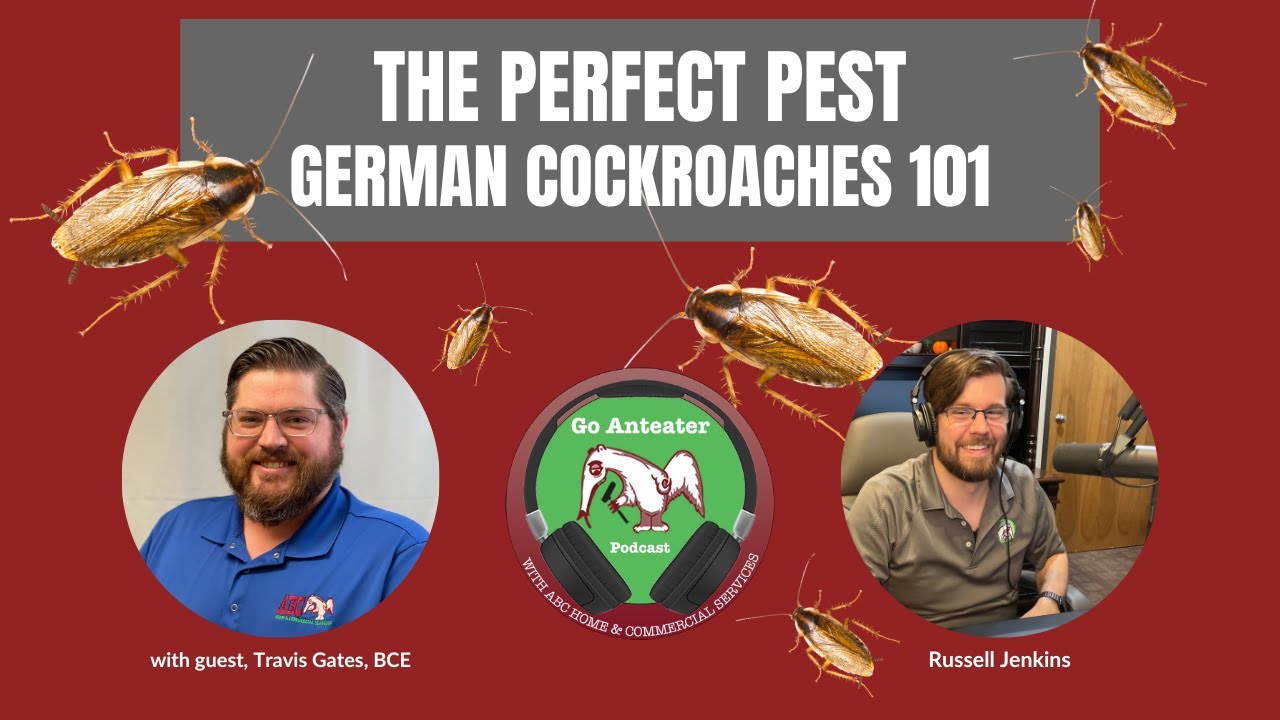 The Perfect Pest : German Cockroach 101 - YouTube