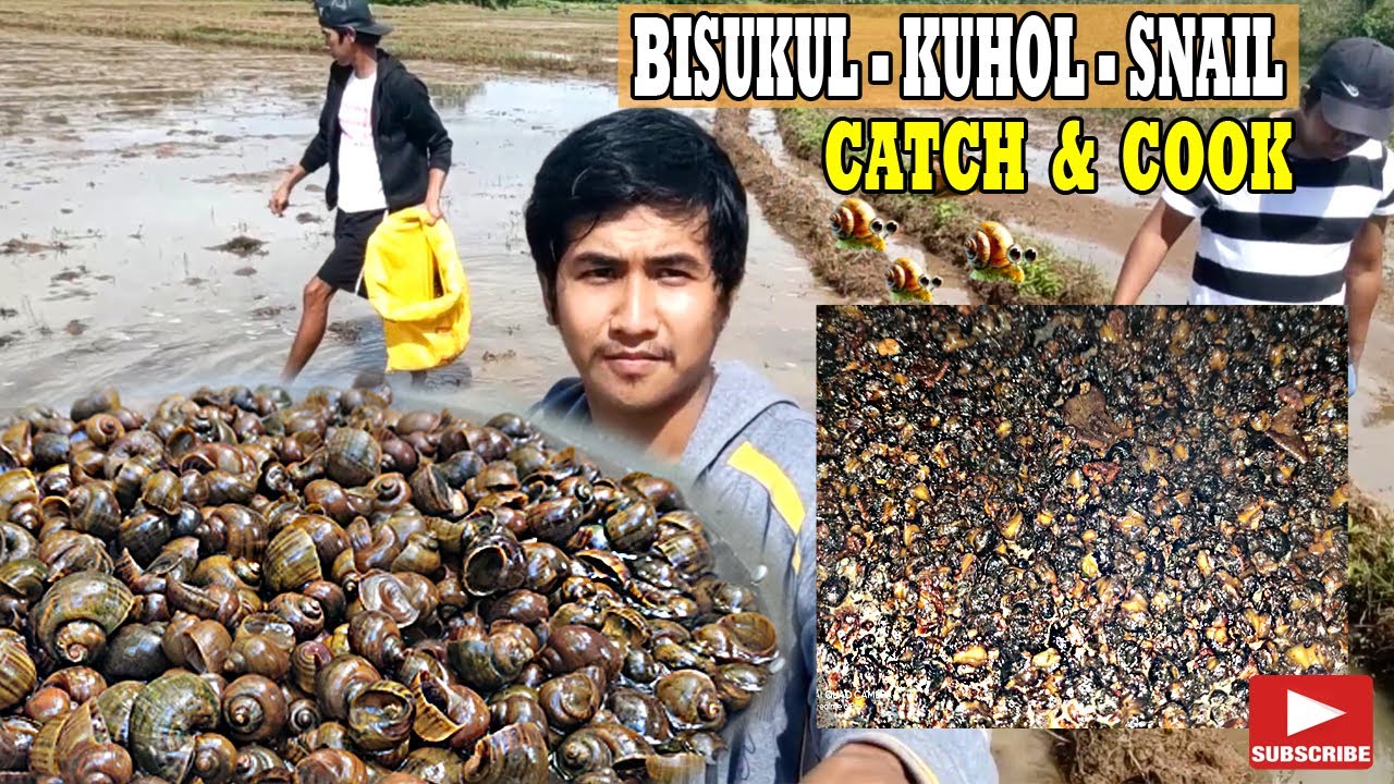 BISUKUL-KUHOL-SNAIL CATCH & COOK | MAY LIDDEG PA - ADOBONG BISUKUL ...