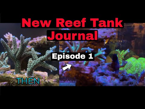 Reef Tank Journal ( Episode 1 ) 12-12-21 (New journal of our reef tank ...