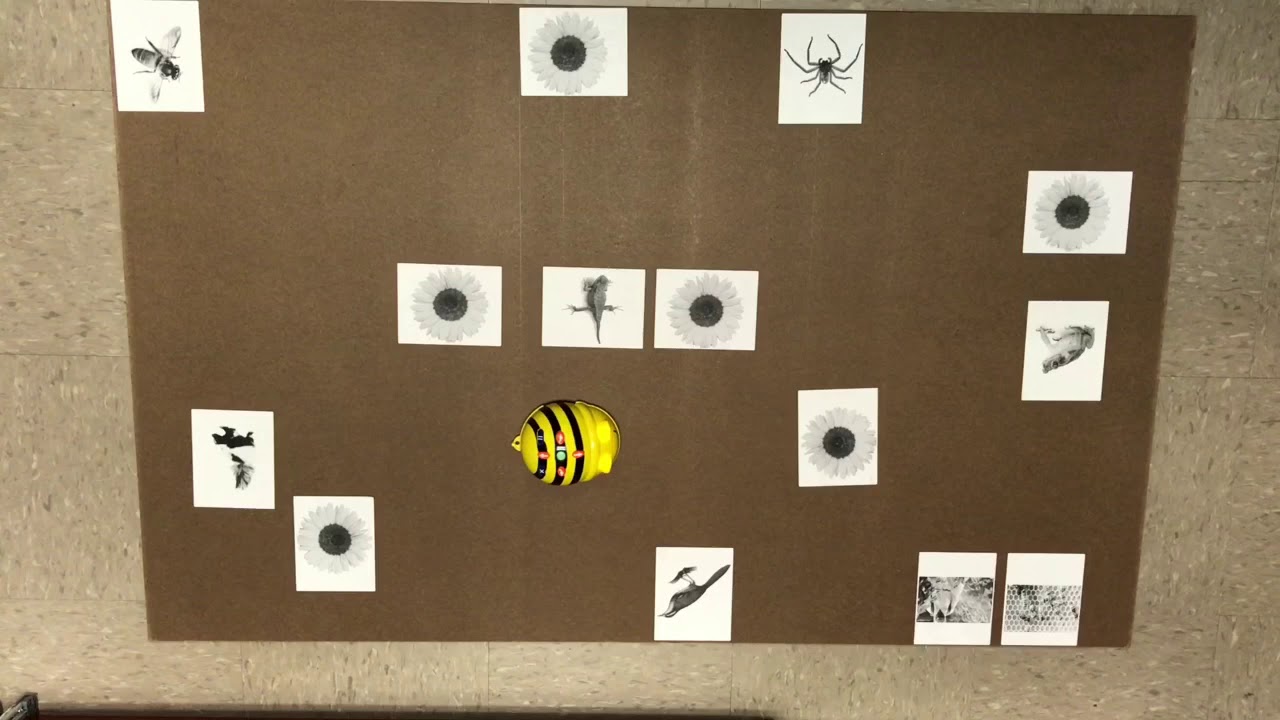 Help The Bee Find The Hive Take 2 - YouTube