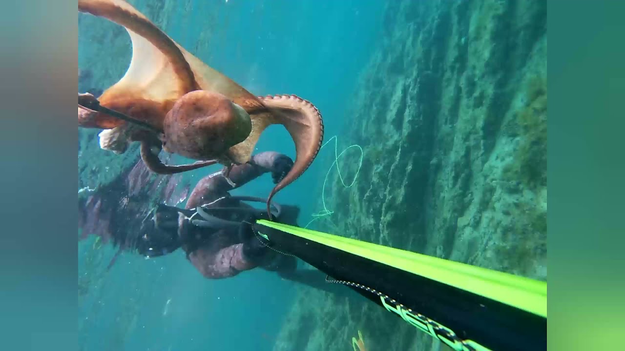 Salvimar Hero 95 doppio elastico Pesca all' "odiata" Salpa - YouTube