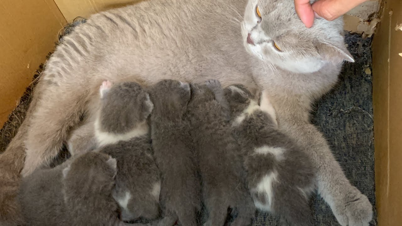 Mom cat and kittens 9 days after birth - YouTube