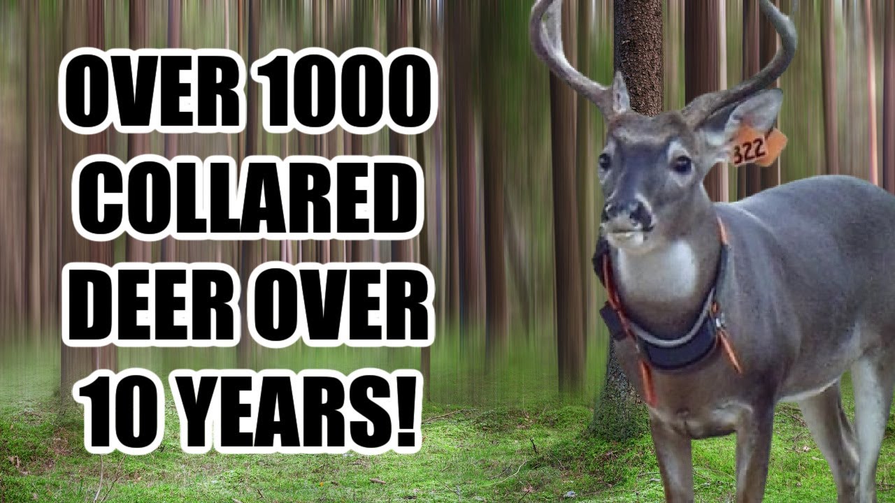 Outlining a 10-year deer study! - YouTube