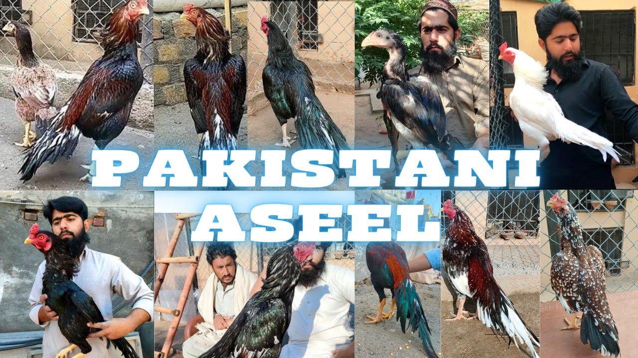 Pakistani aseel Muhammad Ahmad Aseel Farm Rawalpindi - YouTube