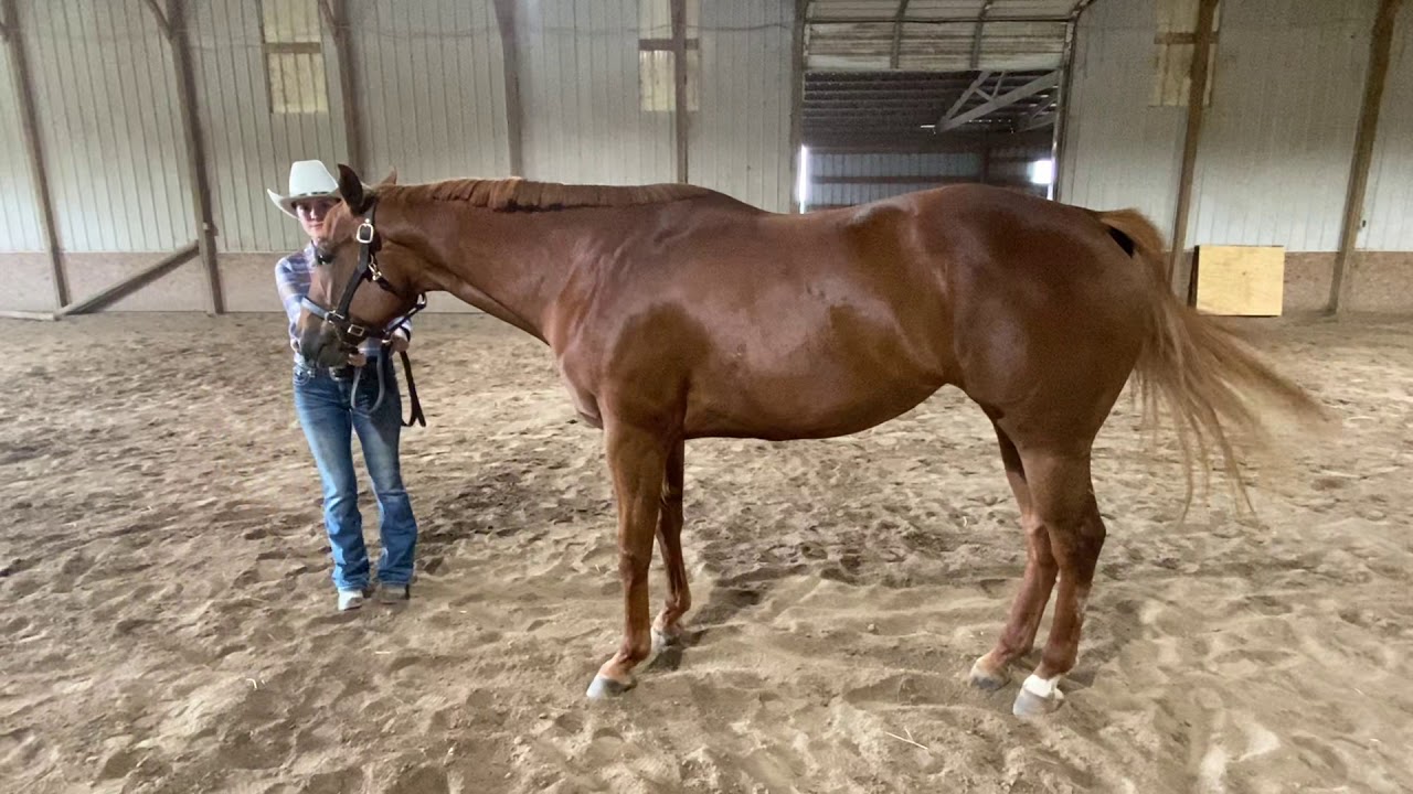 In Hand Division Western Showmanship - Class 61 - Tabitha Dossen & Too ...