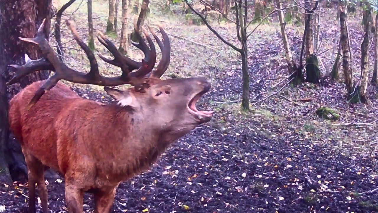 HUGE Wild Stag The Count Roars 😮 - YouTube