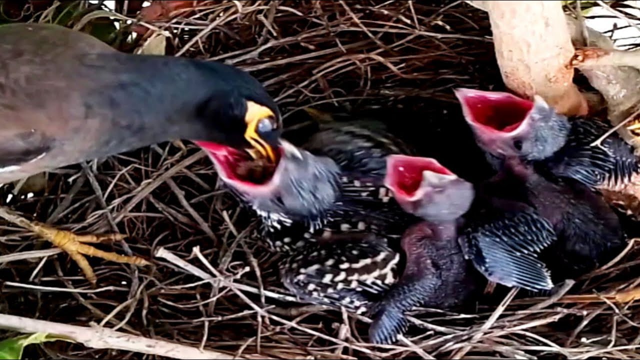 Common myna Birds Baby bites mouth, closes eyes[Bird life Nest] - YouTube