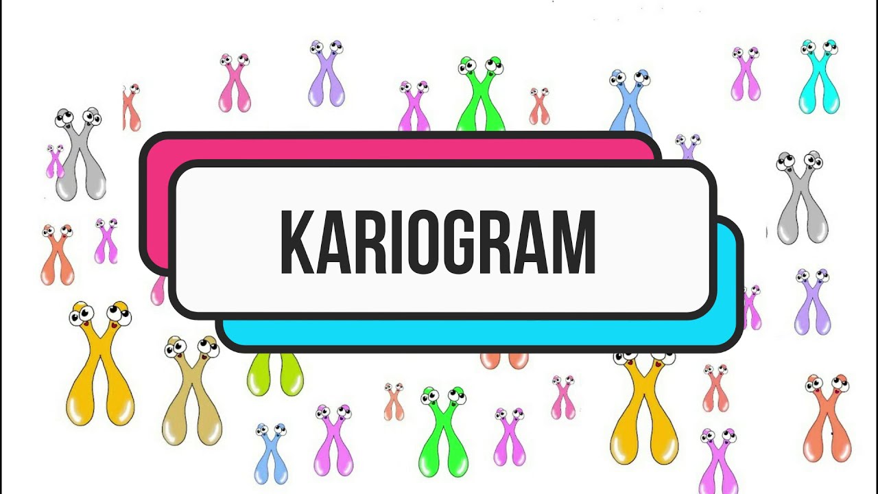 Kromosomi - kariogram - YouTube