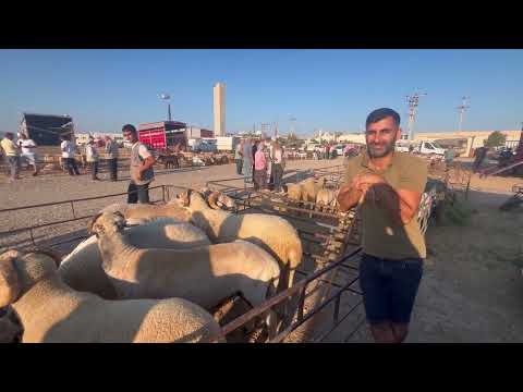 İZMİR TORBALIDA KOÇ FİYATLARI