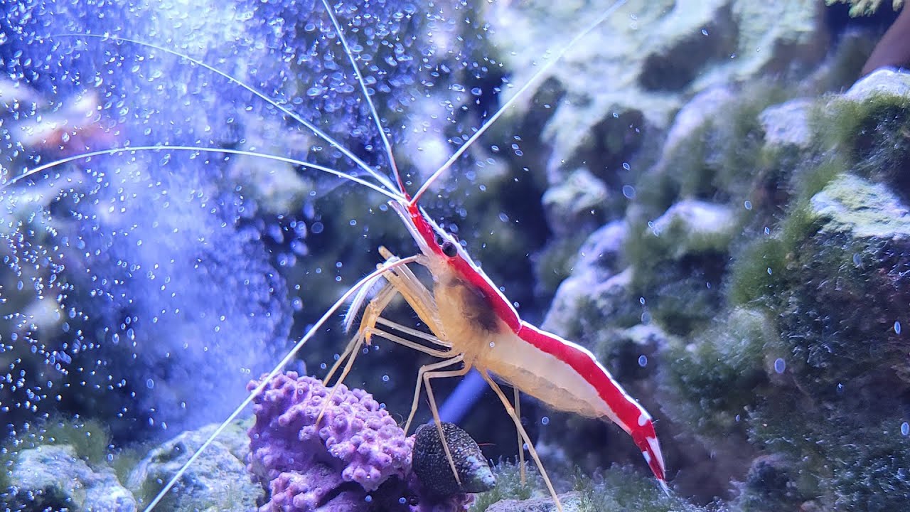 Water Changing To Control Cyanobacteria/Blue-Green Algae - How has it progressed? - YouTube