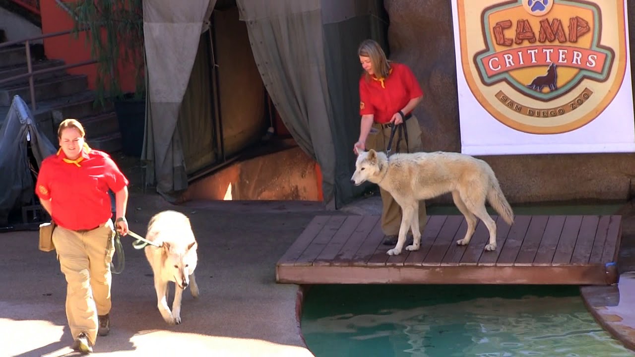 Camp Critters Show at the San Diego Zoo - YouTube