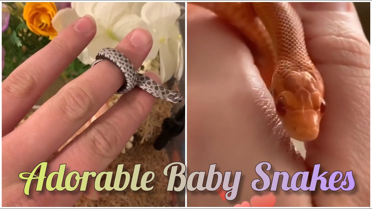 Adorable Baby Snakes 🐍 - YouTube