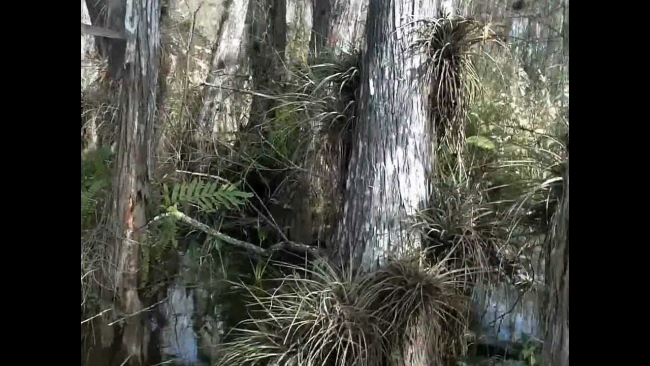Big Cypress Swamp - Cypress Dome - POV - YouTube