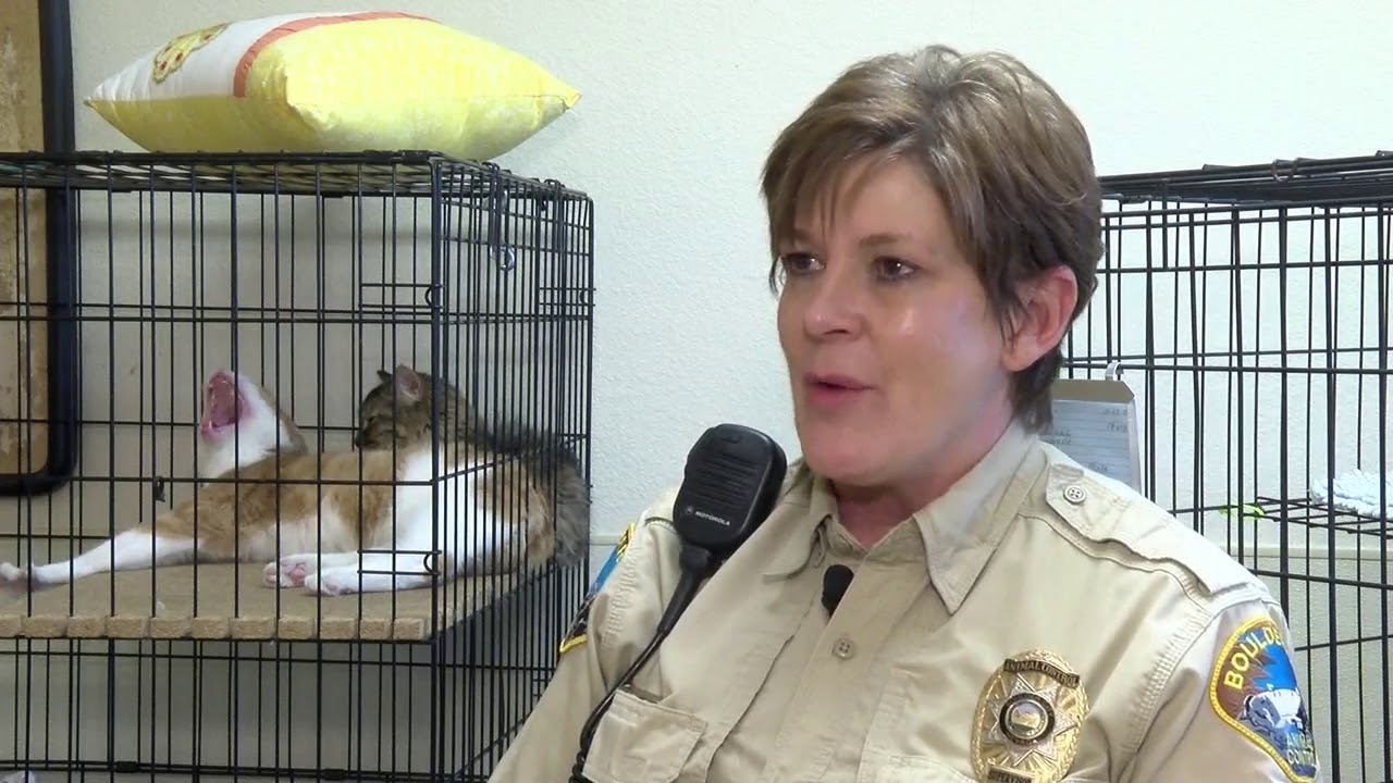 Boulder City Animal Control gets $25,000 grant to help homeless animals ...