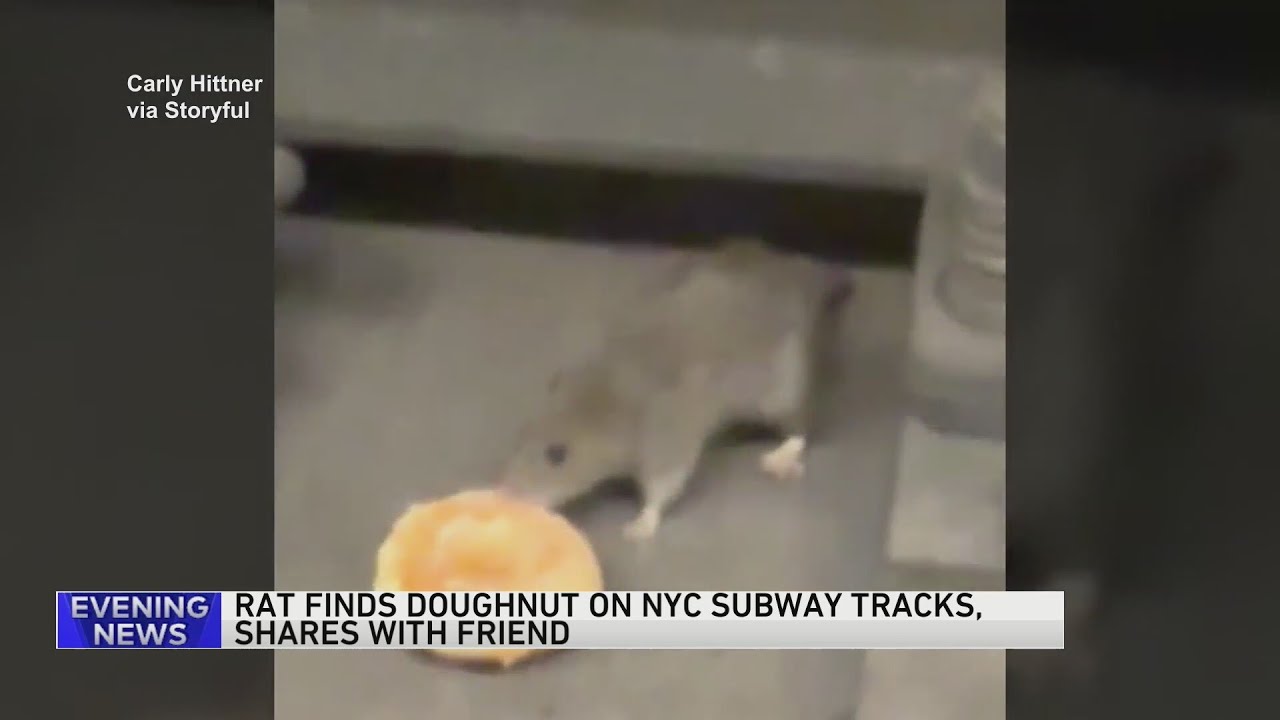 Rat shares doughnut with fellow rodent on subway tracks in Manhattan ...