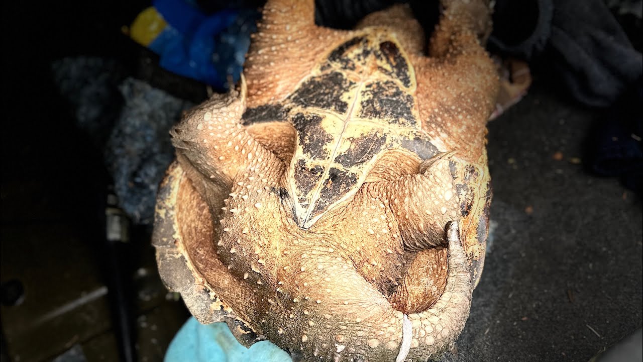 Guy’s i was attacked and almost bitten by this massive Snapping Turtle ...