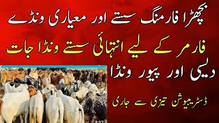 Intelligent Bachra Farming Business In Pakistan Desi Wanda Formulla For ...