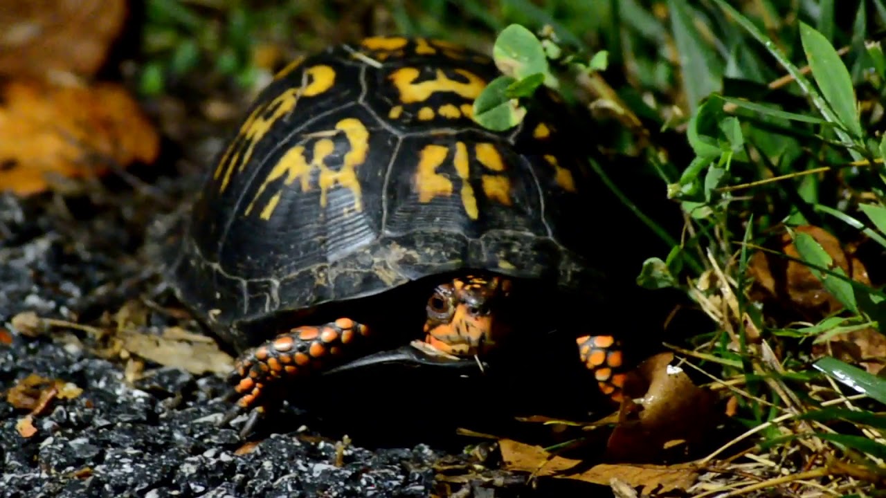 Eastern box turtle hiding in shell - YouTube