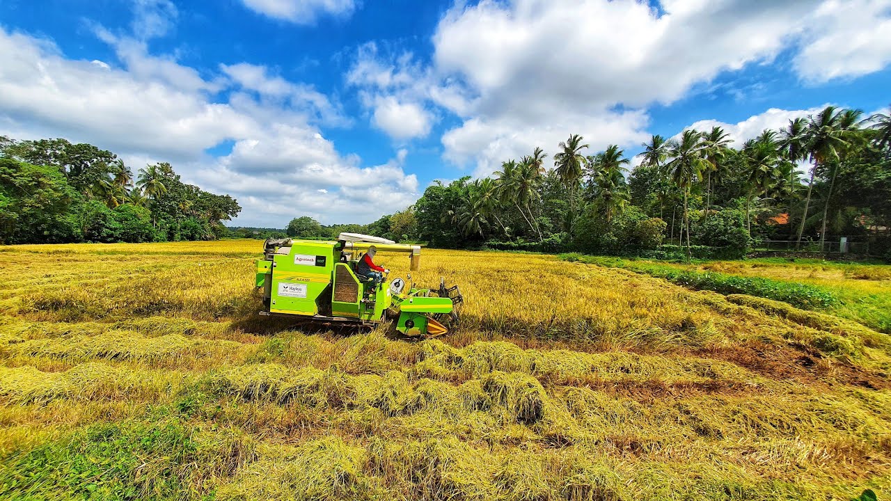 Modern Rice Harvesting in Sri Lanka 🇱🇰 | Amazing Rice Agriculture ...