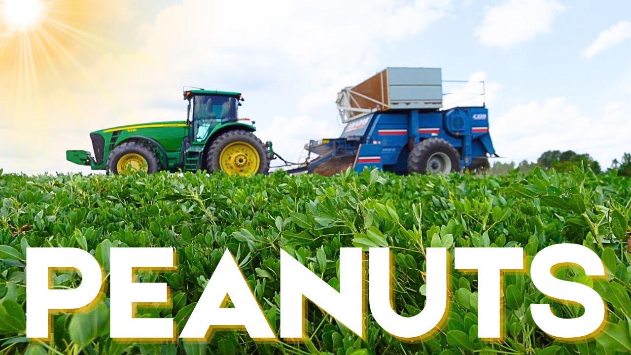 Big Day Picking Peanuts - YouTube