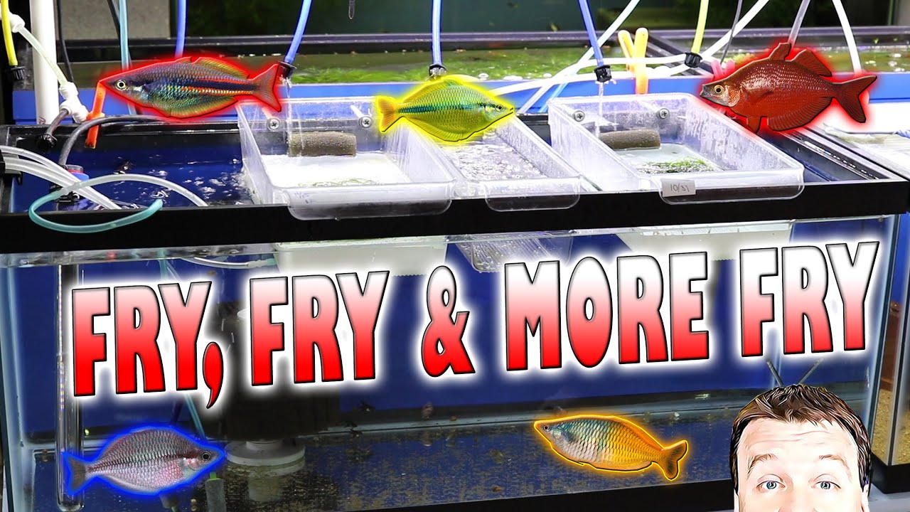 Fish Room Update: Fry. Fry and more Fry! - YouTube