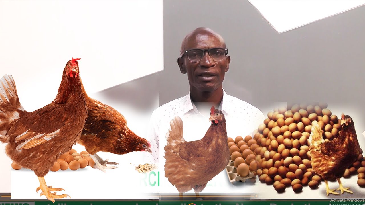 HOW TO MAKE MILLIONS FROM LOCAL COMMERCIAL LAYERS BREEDS ON CHEAP ...