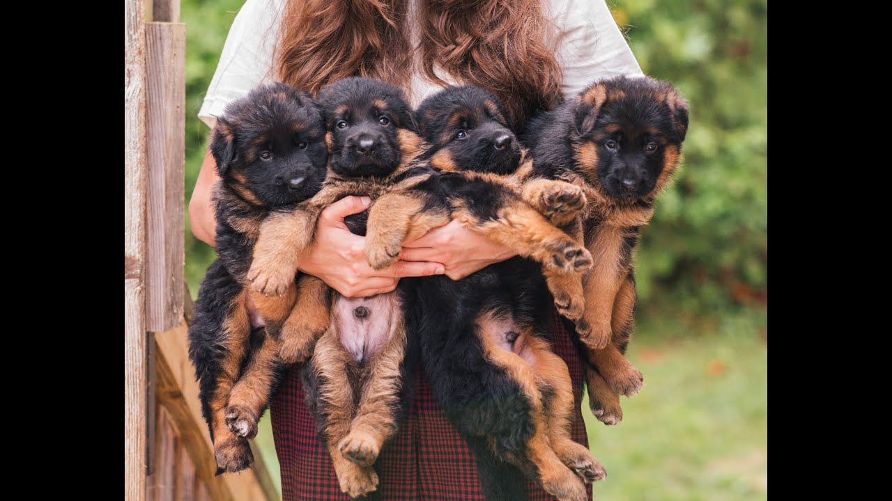 Willow German Shepherd Puppies - YouTube
