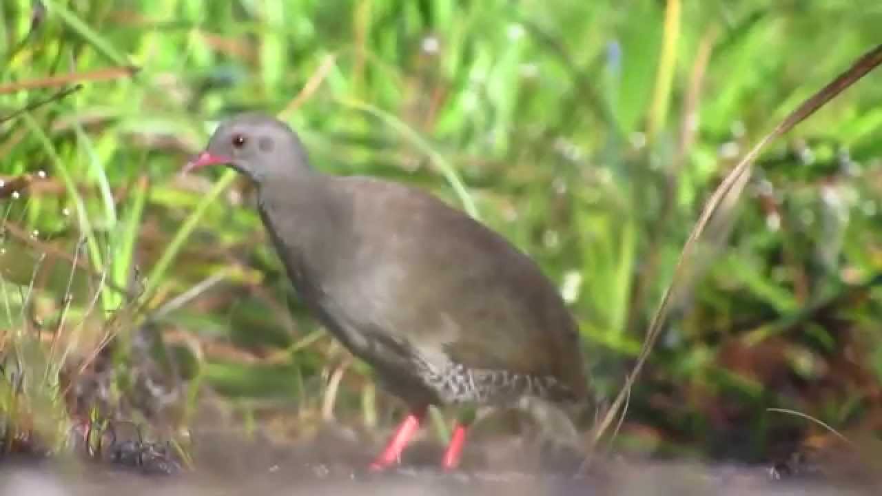 Crypturellus parvirostris :: inhambu-chororó :: Small-billed Tinamou ...