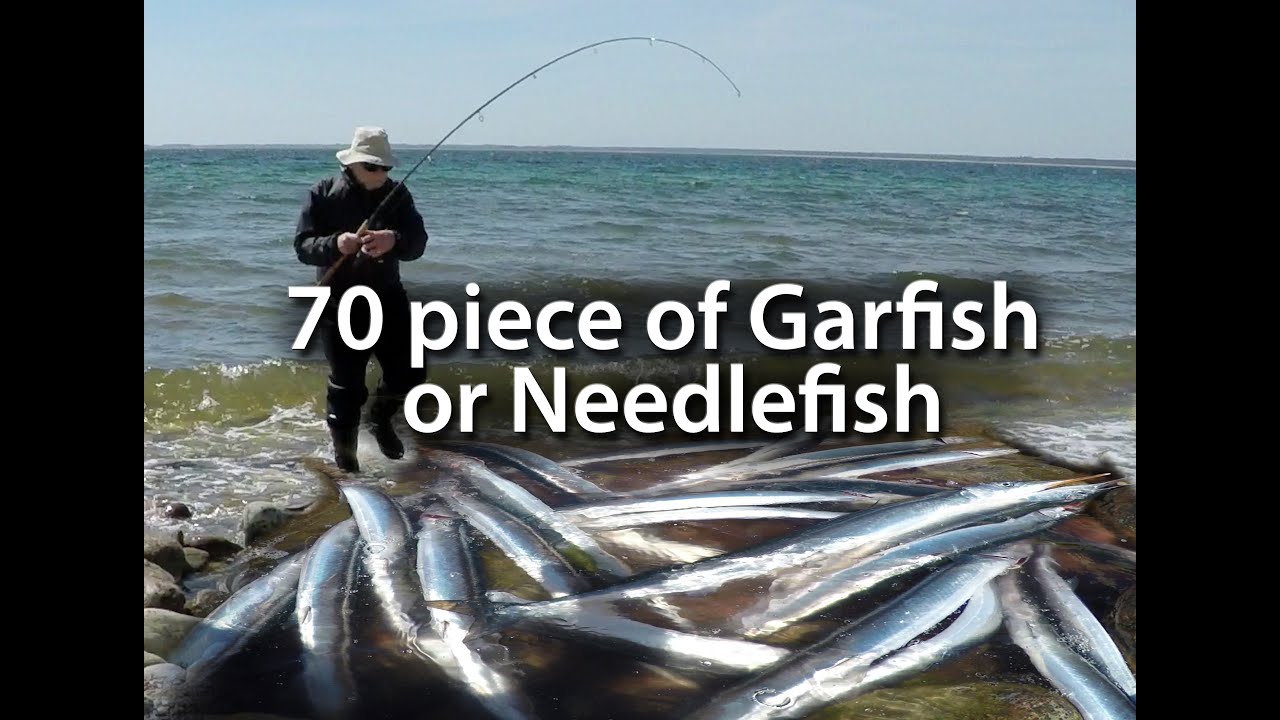 How to catch lot of fish. Fish on every throw again ! Garfish Näbbgädda ...