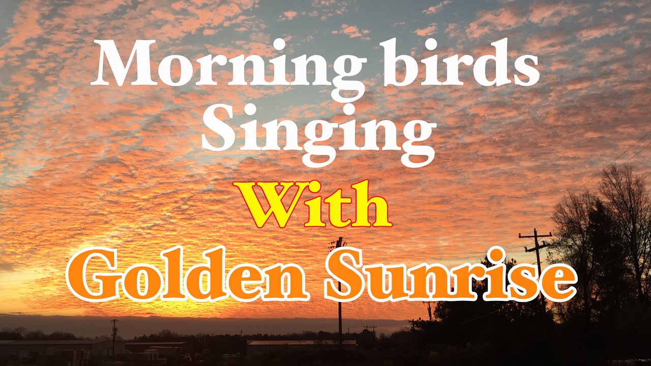 Morning birds singing with golden sunrise - YouTube