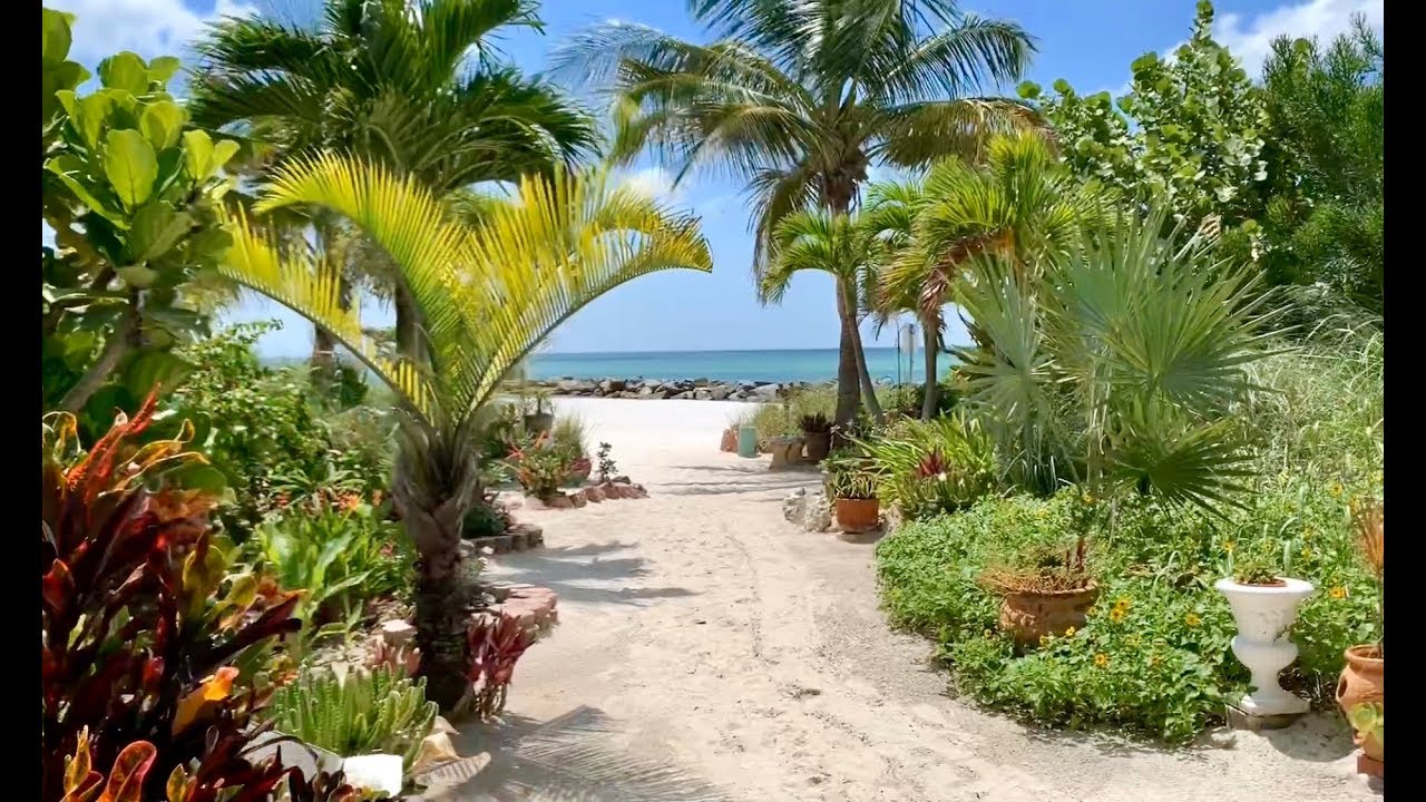 Secret palm tree garden and feeding the birds St Pete Beach 2020 - YouTube
