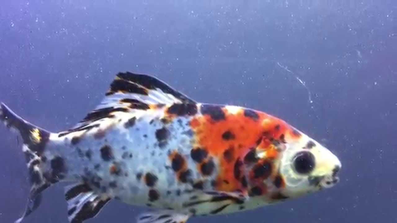 Shubunkin Goldfish 201501 - YouTube