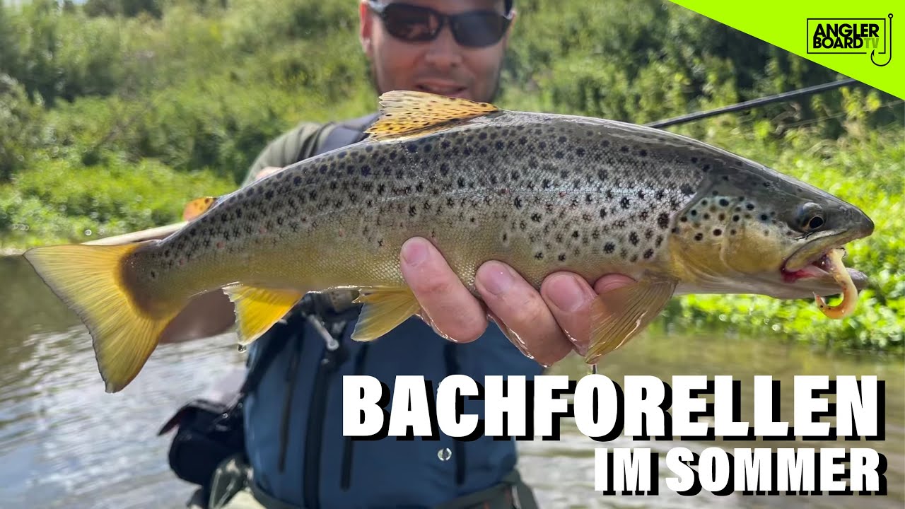 Angeln auf Bachforellen | Forellen fangen im Sommer - YouTube