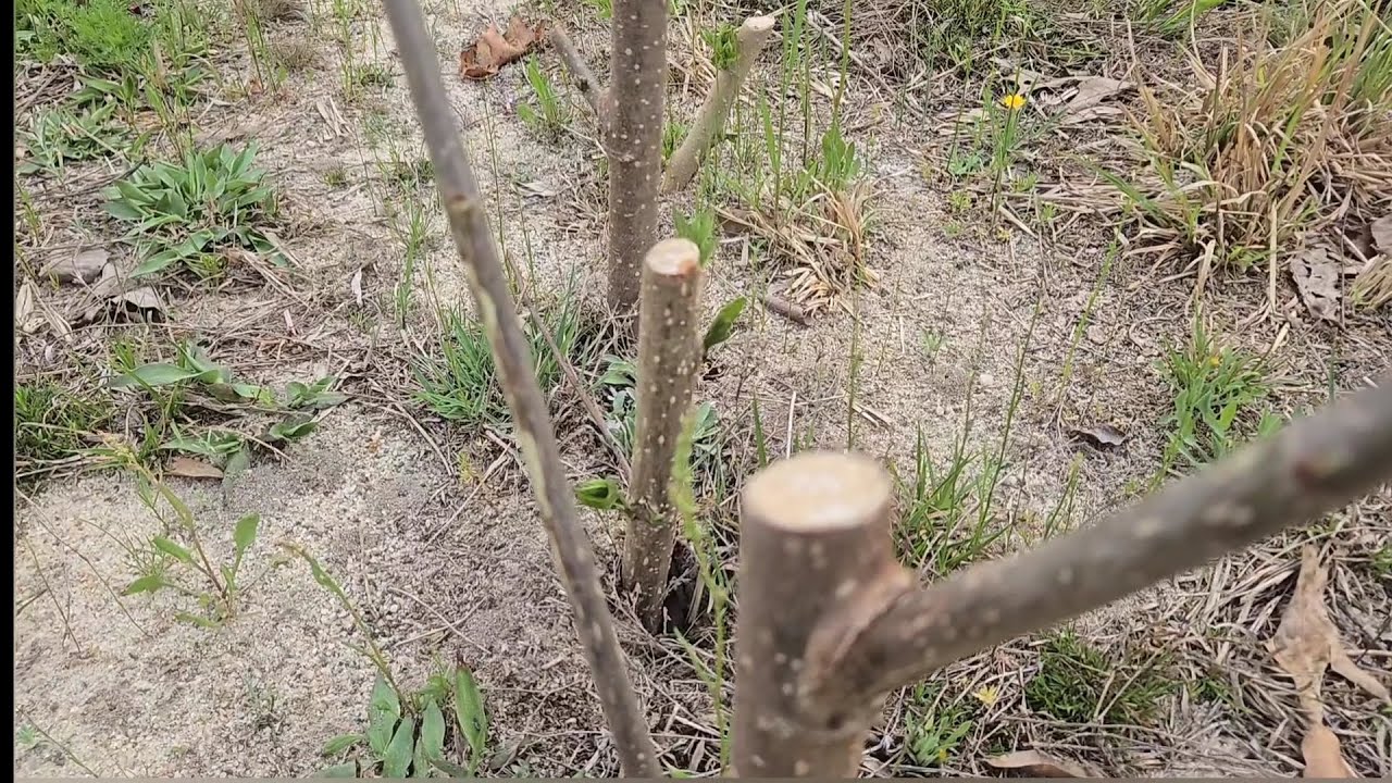 Easy Plant Cuttings for Forage in the Pasture (Permaculture Forage ...