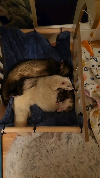 Ferret Bedtime - YouTube