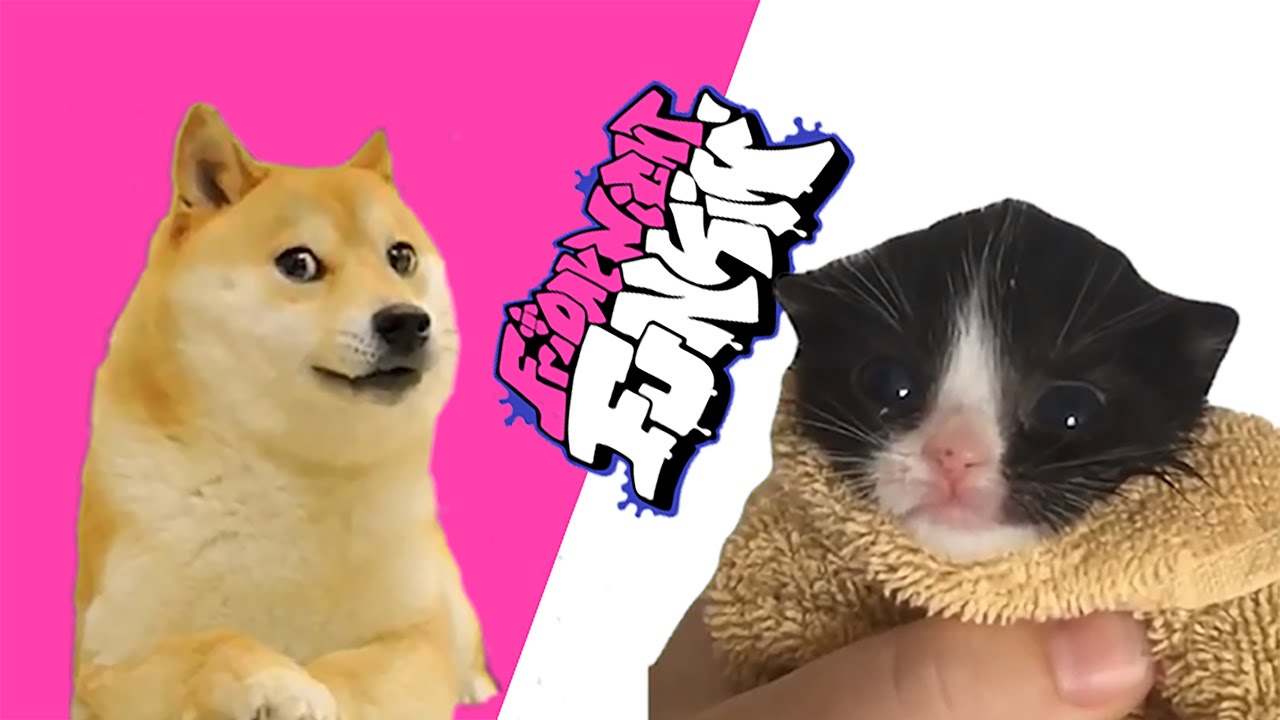 Doge vs Cat that goes a|Battle Rap|Friday Night Funkin meme - YouTube