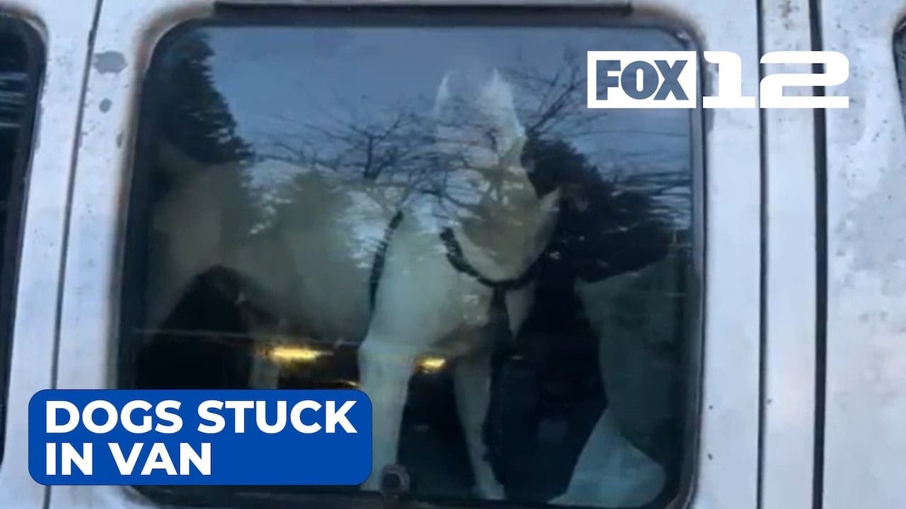 Neighbors voice concern after dogs left in parked van for days - YouTube