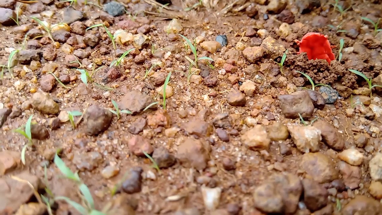 Red Velvet Mite | Rain Bug | Thrombidiidae | Small Red Coloured Insect ...