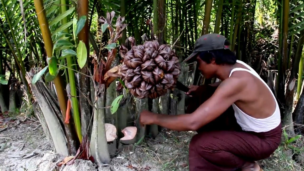 Water Palm Fruit Harvesting Nipa Palm Fruit Juice Making Sugar From ...